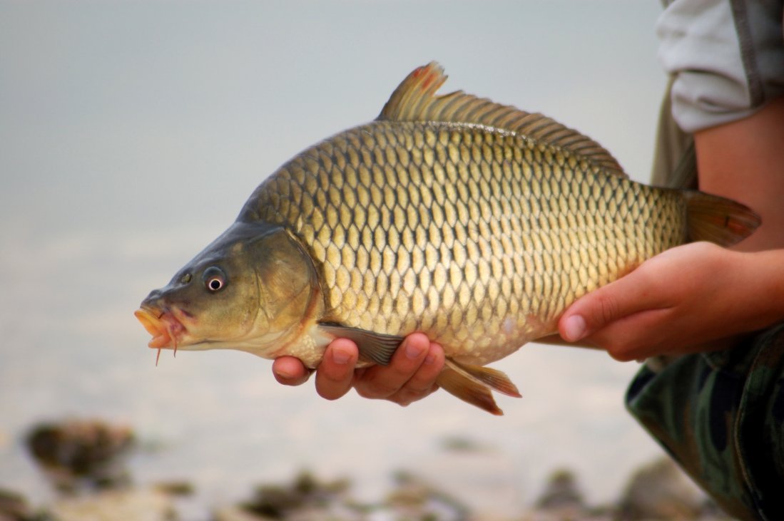 Kapr obecný | Slovník ryb | Rybářství Chlumec nad Cidlinou 🐟